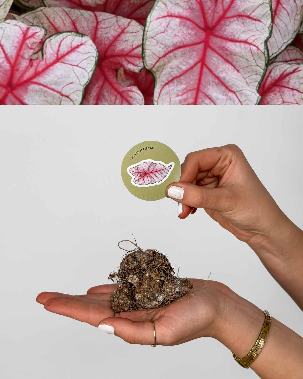 Kaladij 'Fiesta' (Caladium sp.) (1 jumbo gomolj) - Džungla Plants