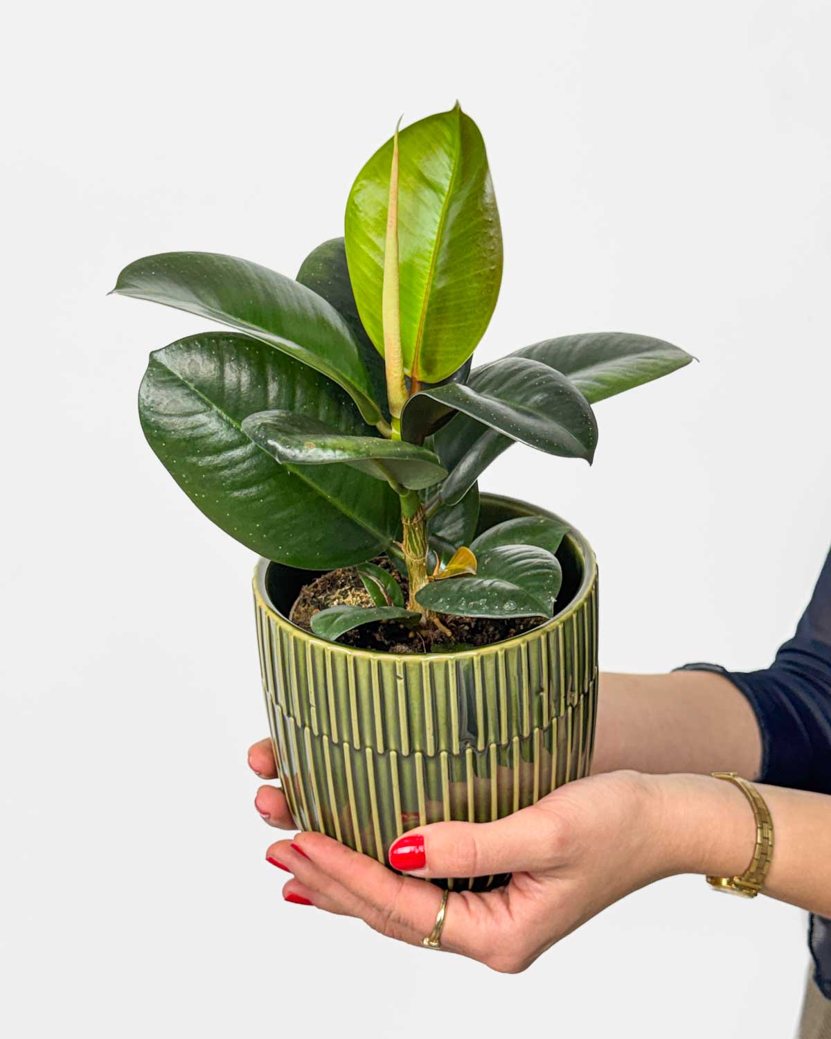 Fikus 'Sofia' (Ficus elastica) (M) - Džungla Plants