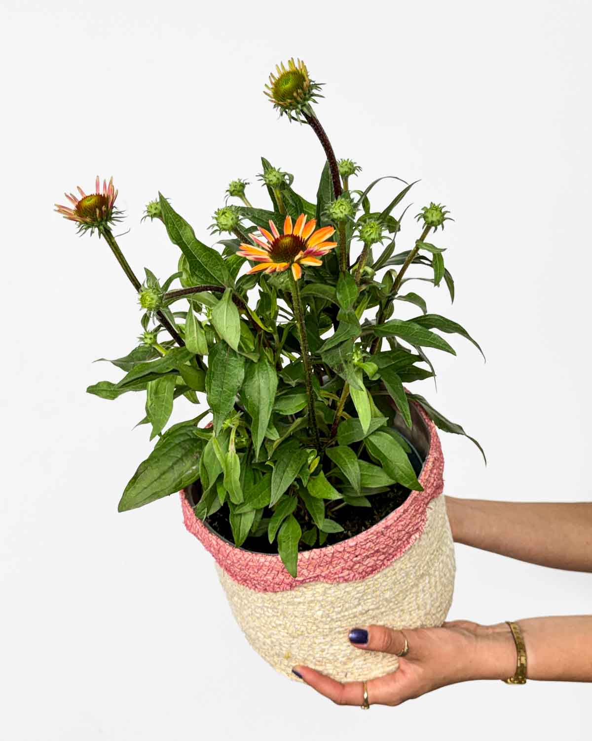 Ameriški slamnik - naključna barva (Echinacea purpurea) (L) - Džungla ...