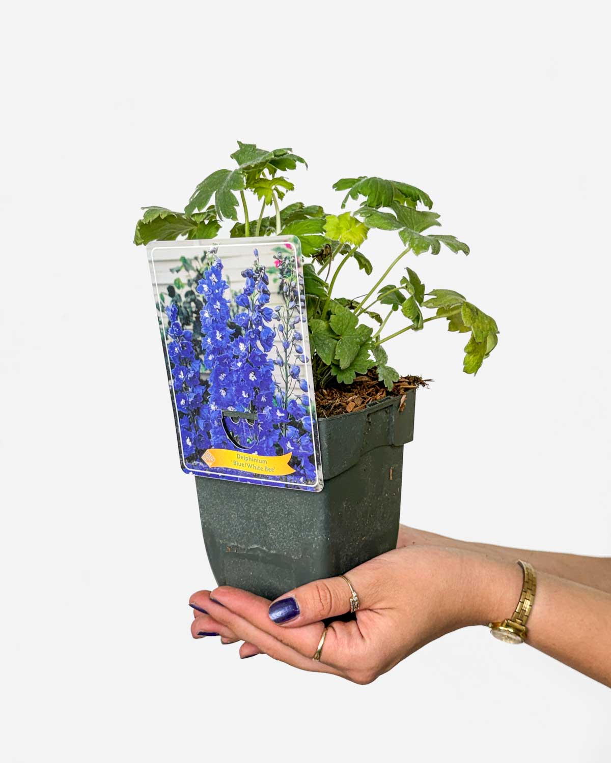Ostrožnik ‘Sky Blue White Bee’ (Delphinium) (M) - Džungla Plants