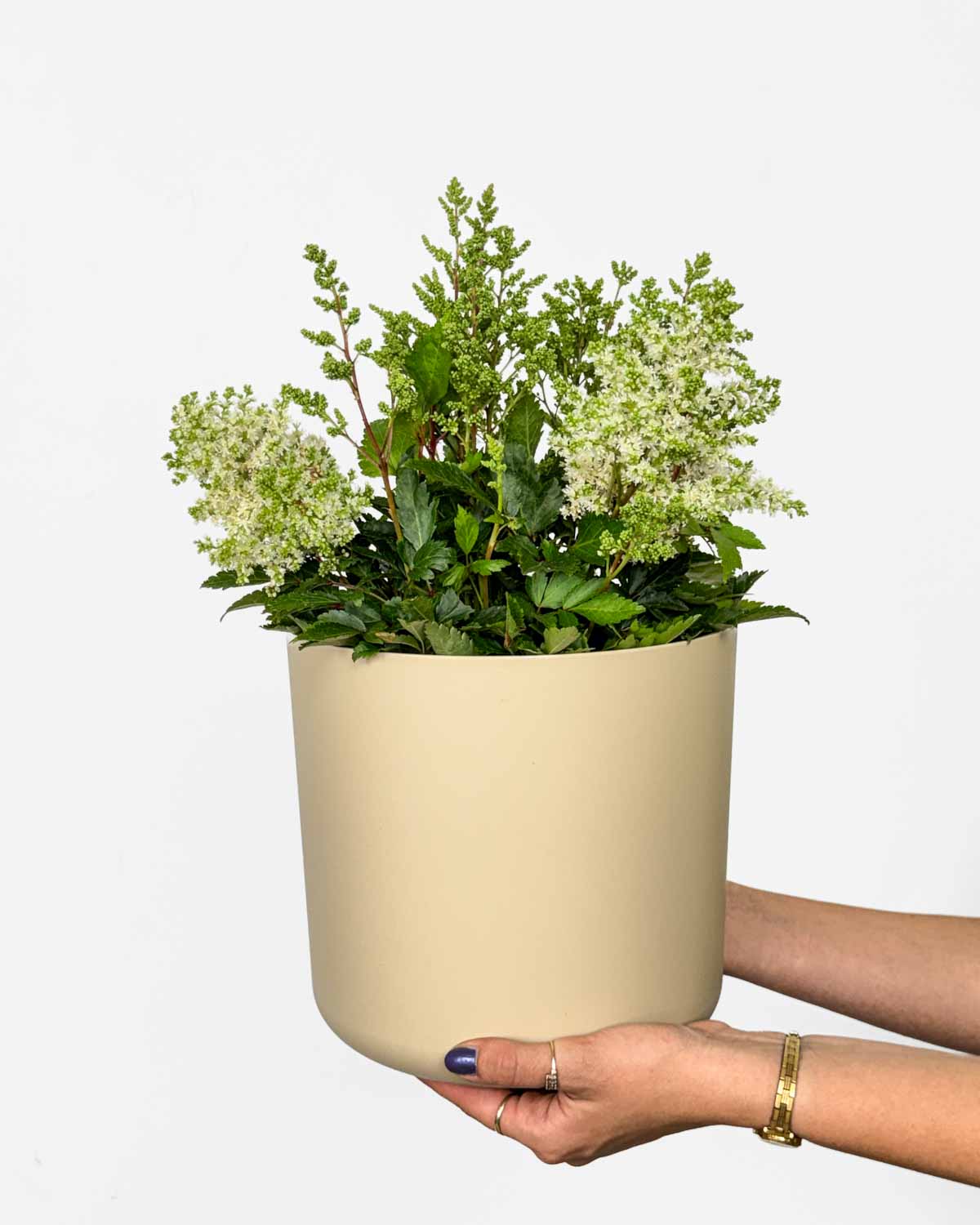 Bela vrtna kresnica ‘White’ (Astilbe arendsii) (L) - Džungla Plants