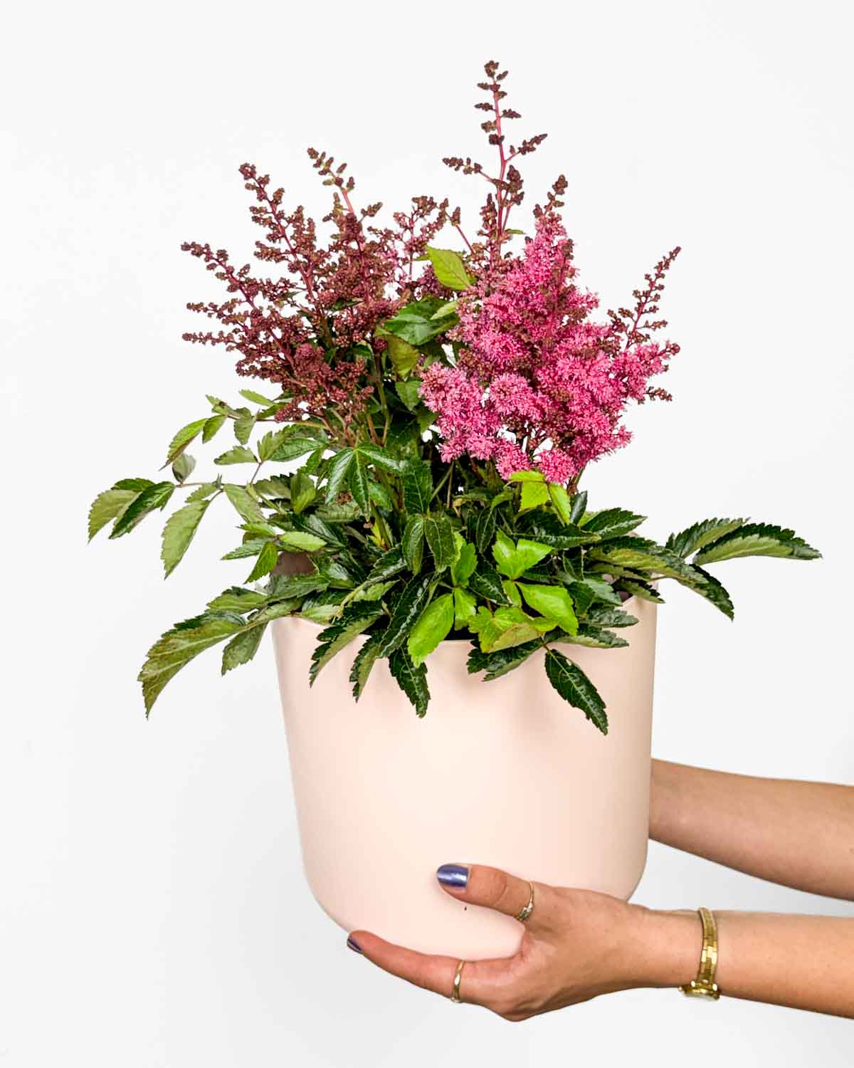 Rožnata vrtna kresnica ‘Pink’ (Astilbe arendsii) (L) - Džungla Plants